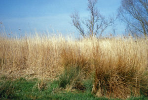 Water Reed | Thatching Info.com